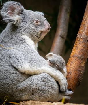 Koala | Columbus Zoo and Aquarium